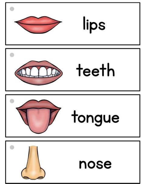 Best 13 Body Parts Identification Flash Cards Artofit