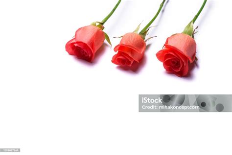 흰색 배경에 고립 된 세 개의 아름다운 오렌지 장미 자유 공간을 복사합니다 결혼식에 대한 스톡 사진 및 기타 이미지 결혼식 기념일 꽃 나무 Istock