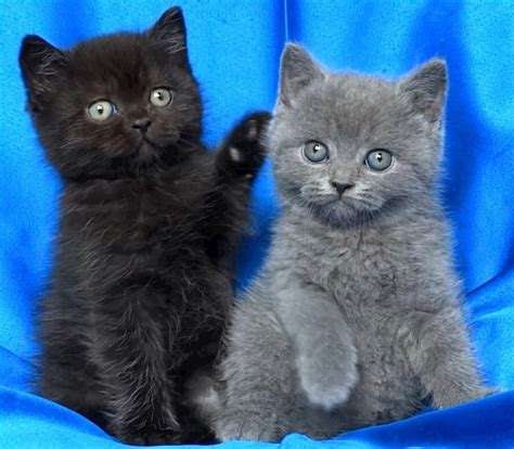 Британска късокосместа котка Breeding Cattery