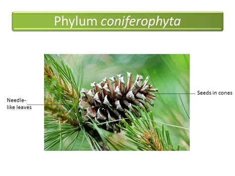 Phylum Coniferophyta