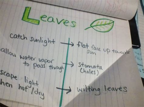 Interactive Student Notebooks Foldables