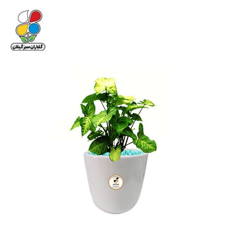 گیاه طبیعی سینگونیوم کوچک گلباران سبز قیمت و خرید گیاه سینگونیوم