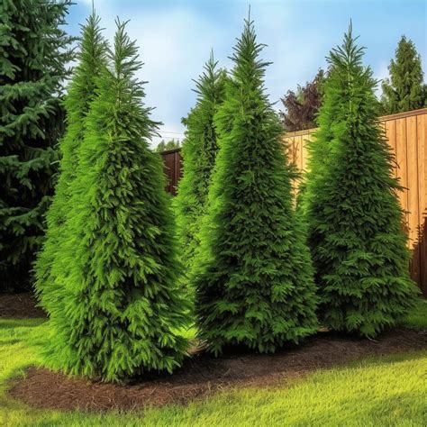 The 11 Best Noise Reducing Trees That Block Sound Rhythm Of The Home