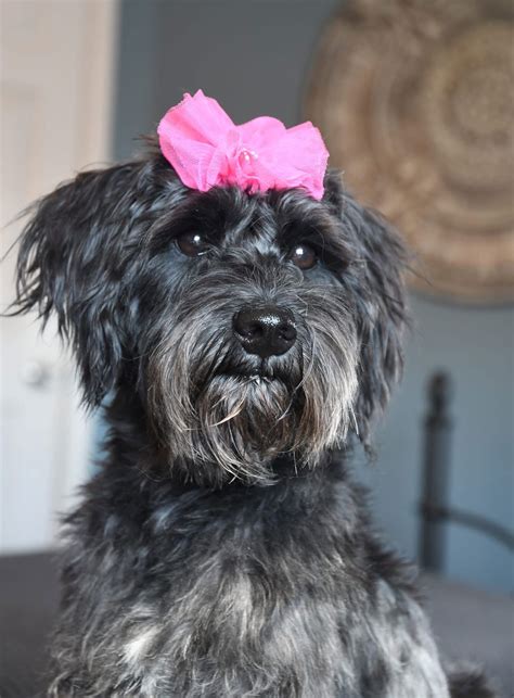 Sophia Iris The Sweetheart Of Schnauzers Is Ready For Her Forever Home