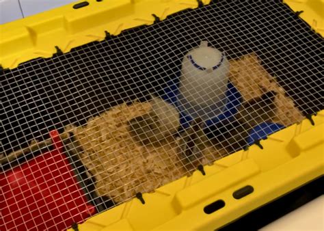 Crafting Your Own Brooder Box Scratch And Peck Feeds