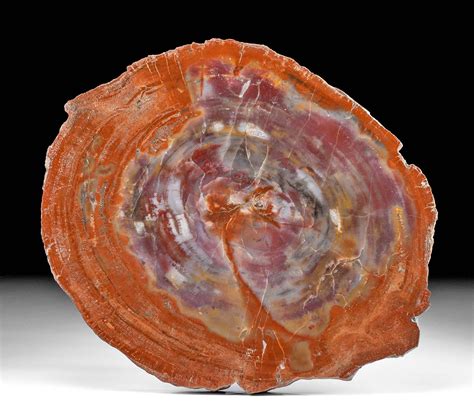 At Auction Arizona Triassic Fossilized Wood Slab