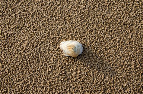 여름 해변에서 노란 젖은 모래에 바다 껍질의 최고 전망 바다 껍질은 복사 공간에 대한 그림의 중심에 위치하고 있습니다 0명에 대한 스톡 사진 및 기타 이미지 Istock