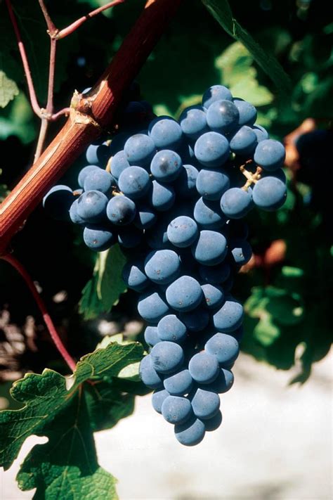 Каберне Совиньон - описание сорта винограда. - vinogradnik.com.kg