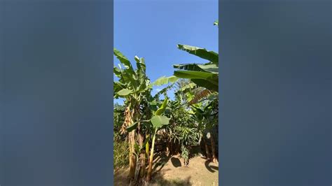 ទេសភាព ស្រុកស្រែ ចម្ការ Landscape 🌿 🇰🇭 Youtube