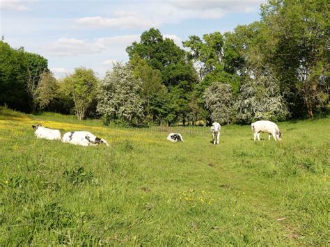 Cattle Conservation Grazing By Wooden Paddock On The Chorleywood House
