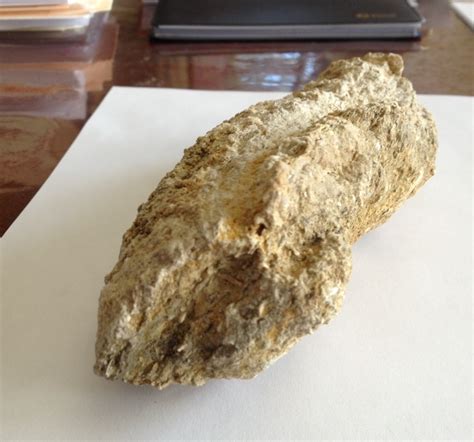 Rudist Fossil Id The Fossil Forum