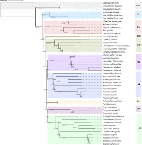 maximum likelihood species tree from the concatenated 50 complete