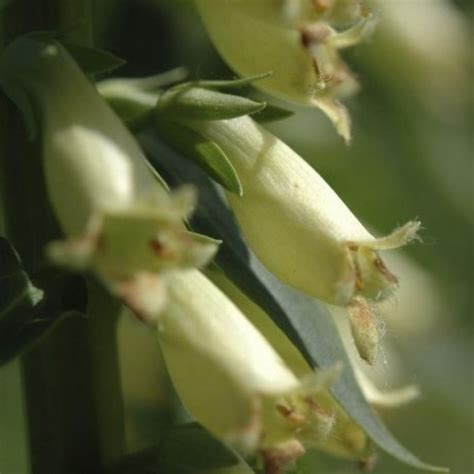 Digitalis lutea - Foxgloves