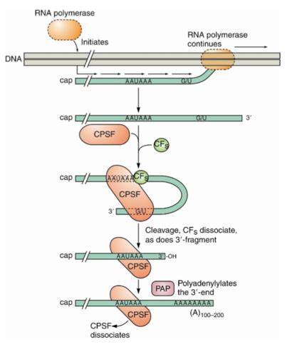 Biol 102 Chapter 17 Transcription Translation And Rna Processing Flashcards Quizlet