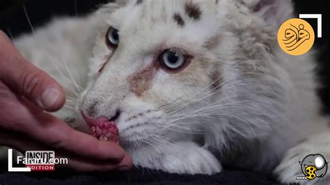 پیدا شدن یک توله ببر سفید نادر در سطل زباله فیلو