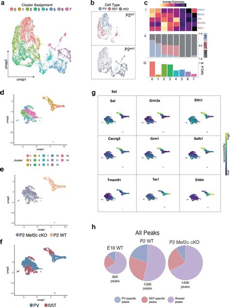 Single Cell Rna And Atac Seq Analysis Of Mef2c Cko Interneurons Download Scientific Diagram