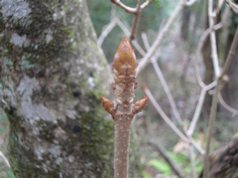 Where Plants Rule Red Buckeye