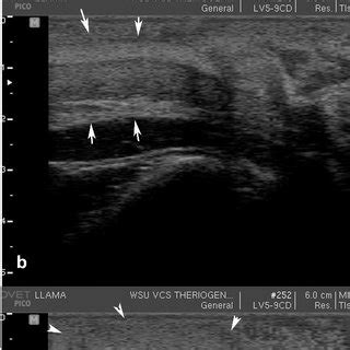 Ultrasonographic Examination Of The Accessory Sex Glands A Download Scientific Diagram