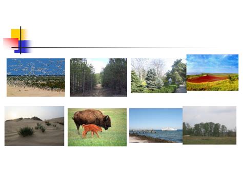 Презентація до уроку біології 10 клас за темою біорізноманіття