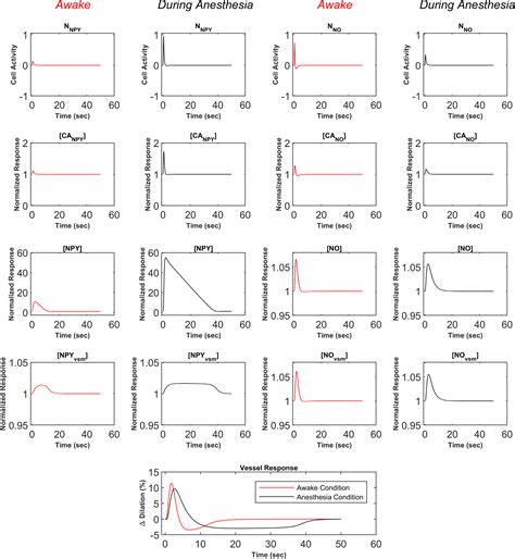 Reproducibility Study For A Computational Model Of The Neurovascular Coupling Unit Physiome