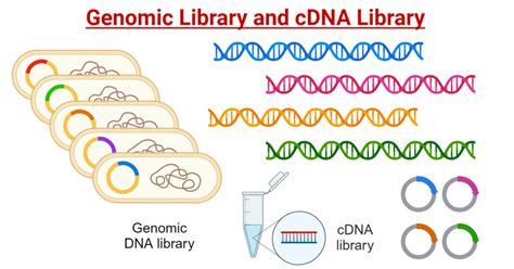 Dna Library Genomic Cdna Types Preparation Uses