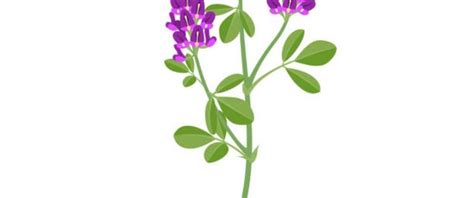 FS22 Multifruit pack for each map v 1 0 0 0 Objects Mod für Farming Simulator 22