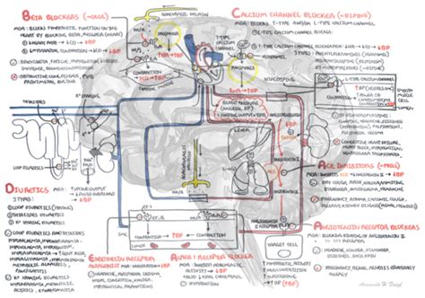 Pharmacology Antihypertensives Armando Hasudungan
