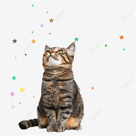화려한 별을 가진 행복하고 만족스러운 고양이 고양이 주황색 하얀색 Png 일러스트 및 이미지 에 대한 무료 다운로드 Pngtree