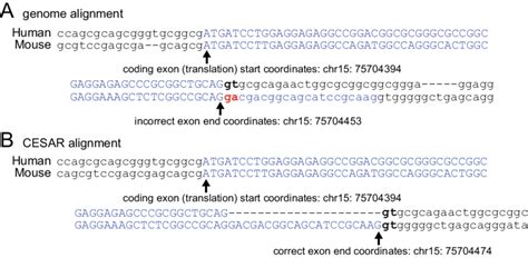 Coordinates Of Aligned Exon Boundaries Do Not Always Correspond To Real Download Scientific