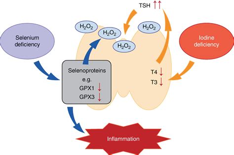 Selenium Deficiency And Thyroid Disease Springerlink