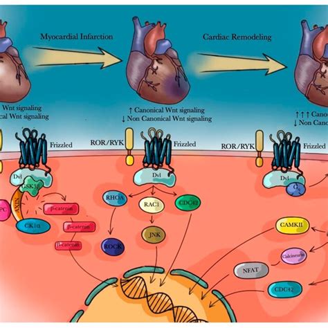 Schematic summary of canonical and non canonical Wnt βcatenin signaling