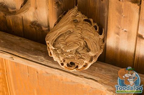 Wasp Removal Experienced Technicians Remove Wasps Safely