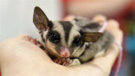 Full Grown Sugar Glider Size