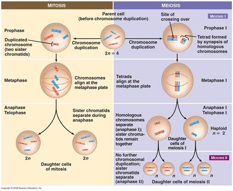 Pembelahan Meiosis