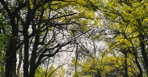 Wordpress Oxygen 13 Amazing Answers For Your Website