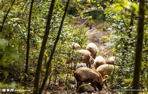 农家散养土猪摄影图 家禽家畜 生物世界 摄影图库 昵图网