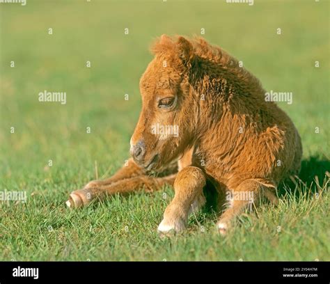 Mini-pony foal, not much taller than a rocking-horse, seen in Dartmoor ...