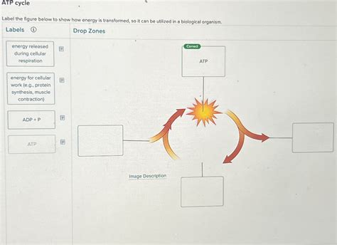 Solved Atp Cyclelabel The Figure Below To Show How Energy Is