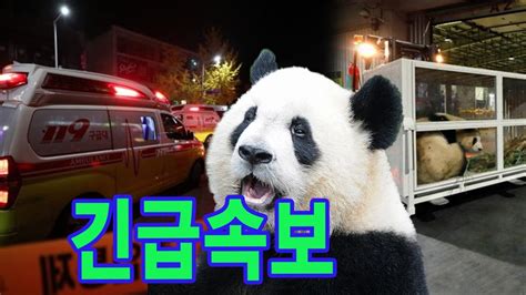 밤중에 대혼란 사육사 긴급 호출에 응답 즉시 푸바오의 방으로 대재앙이 닥쳤어 푸바오의 비상사태에 선수핑기 지구