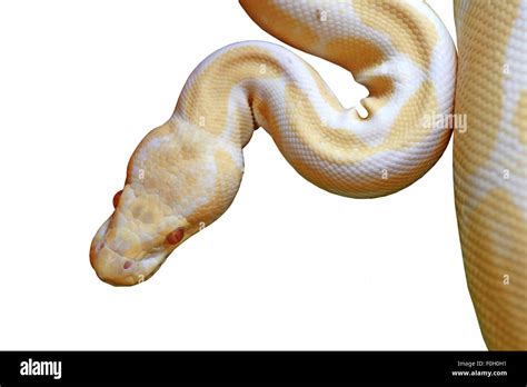 Albino Reticulated Python Python Reticulatus Isolated On White