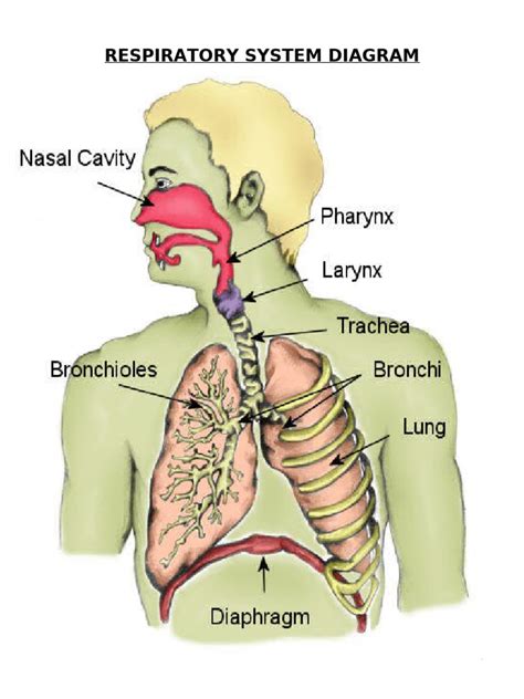 Respiratory And Digestive System Diagram Pdf