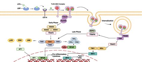 Toll Like Receptor 4 Tlr4 Signalling Pathways Biorender Science