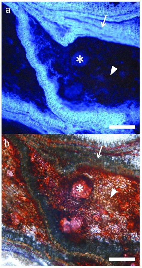Cross Section Of The Bark Of A Hybrid Tree Under Uv A And Visible