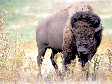 All About Animal Wildlife: American Bison Animal Few Facts and Images