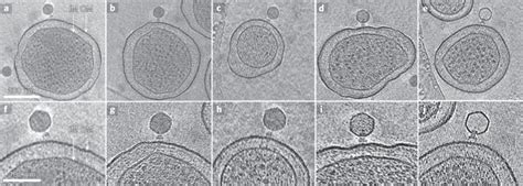 冷冻电子断层扫描显示噬菌体 P22 感染起始的结构动力学。 Nature Microbiology X Mol