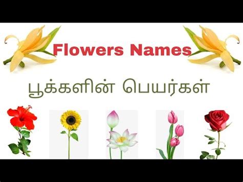 Flowers Name Flowers Names In Tamil And English Types Of Flowers