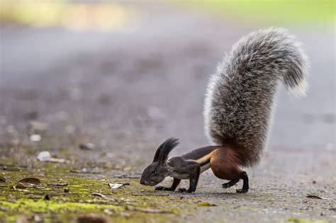 The Tufted Ground Squirrel The Mammal With The Largest Tail To Body