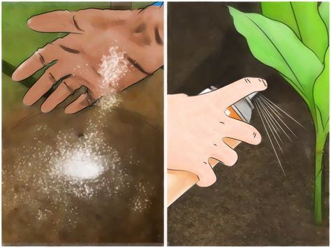 4 Ways To Get Rid Of Aphids Wikihow
