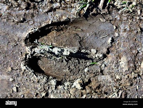 След лося на земле фото и картинки 47 штук