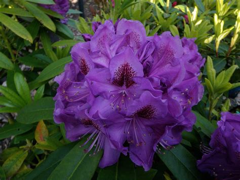 Blue Lagoon Singing Tree Gardens Nursery